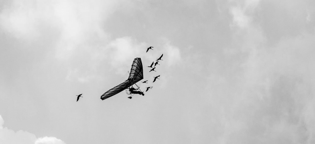 What are the similarities between aircraft and birds? | Grupo One Air