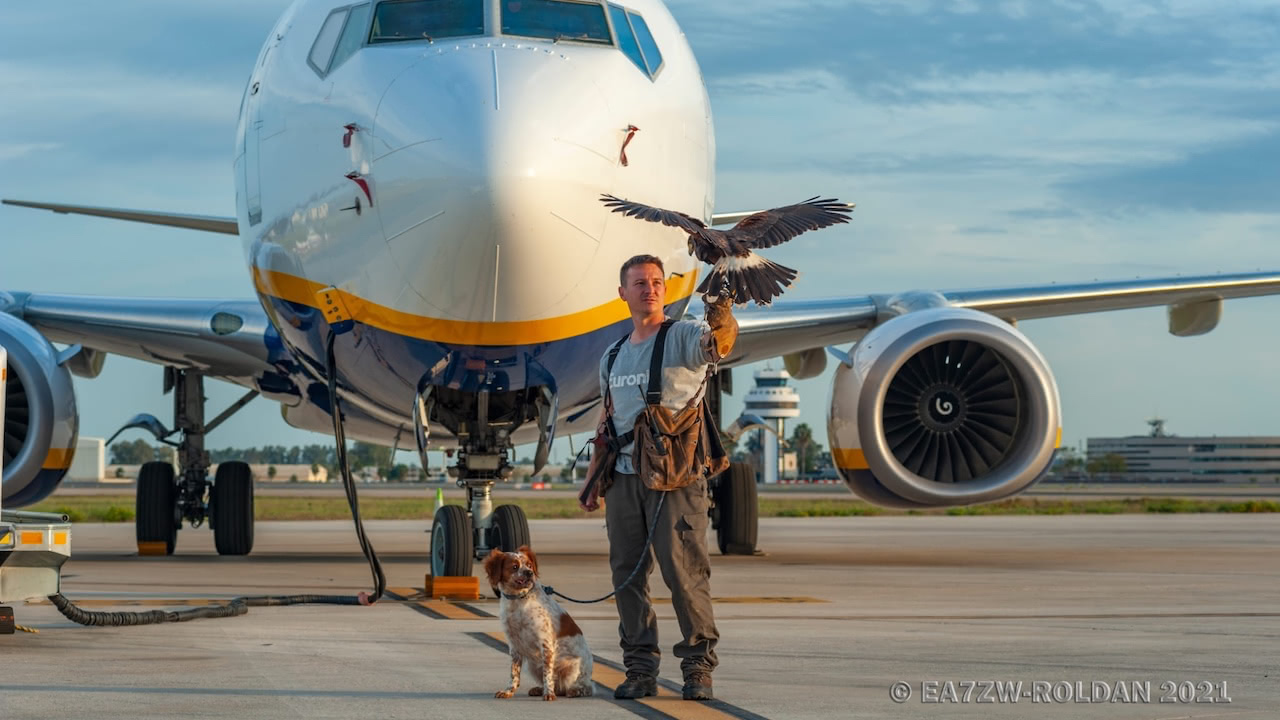 Bird Control at Airports: How Falcons Keep Air Travel Safe - Grupo One Air
