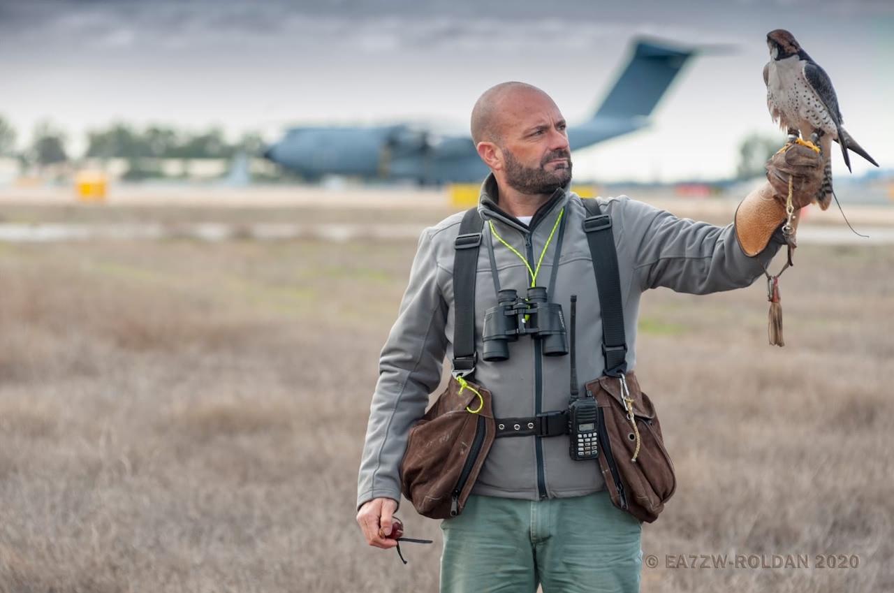Bird Control at Airports: How Falcons Keep Air Travel Safe - Grupo One Air